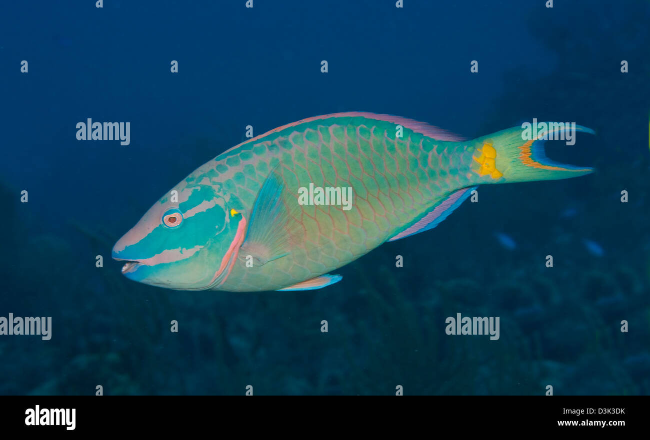 Parrotfish scaridae reef hi-res stock photography and images - Alamy
