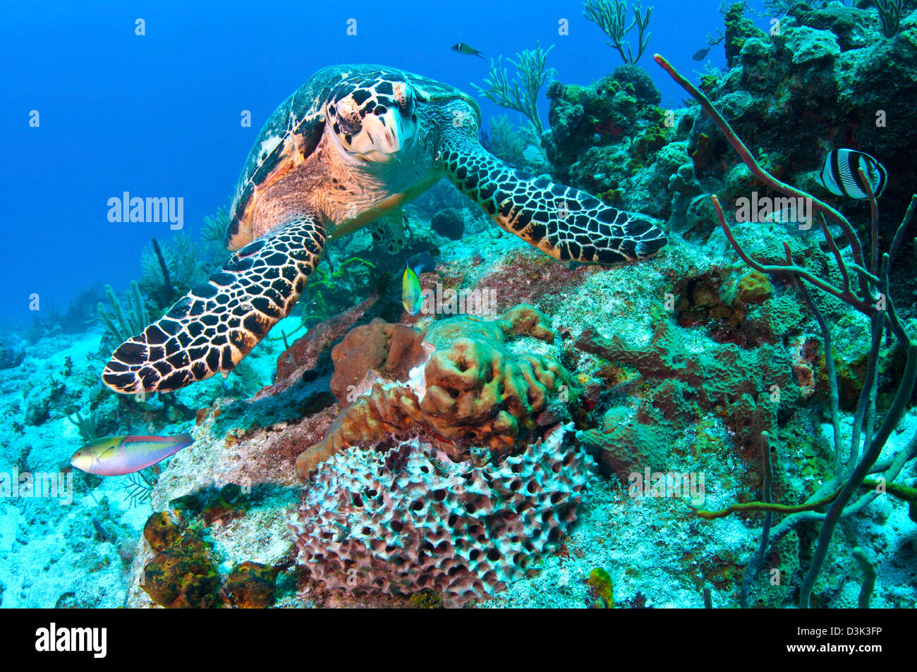 Hawksbill turtle eretmochelys imbricata eating hi-res stock photography ...