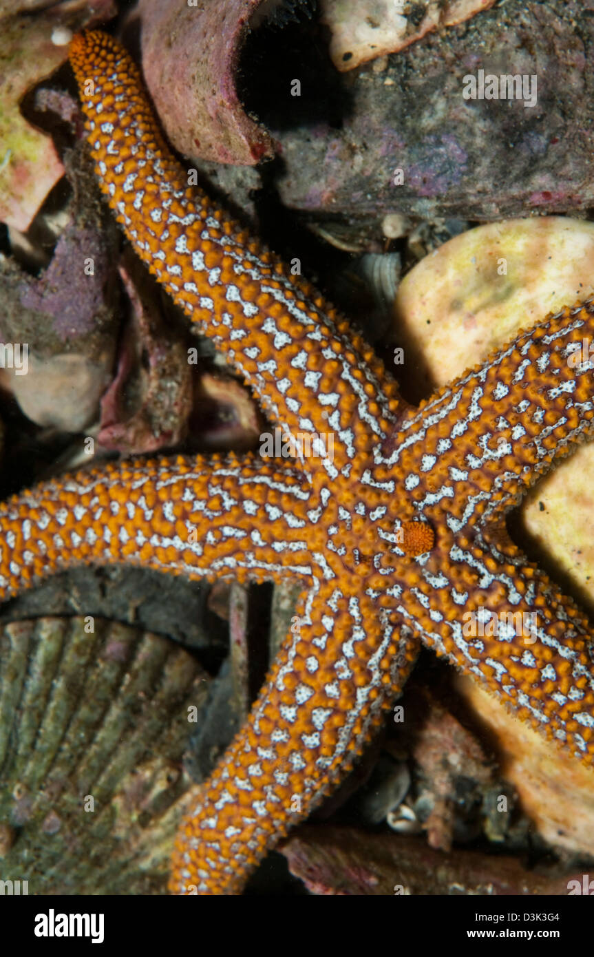 Starfish lying on sea floor hi-res stock photography and images - Alamy