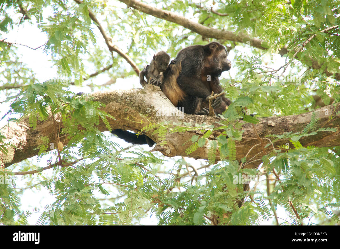 Howler Monkey in tree on the beach of Costa Rica. Adults, babies ...