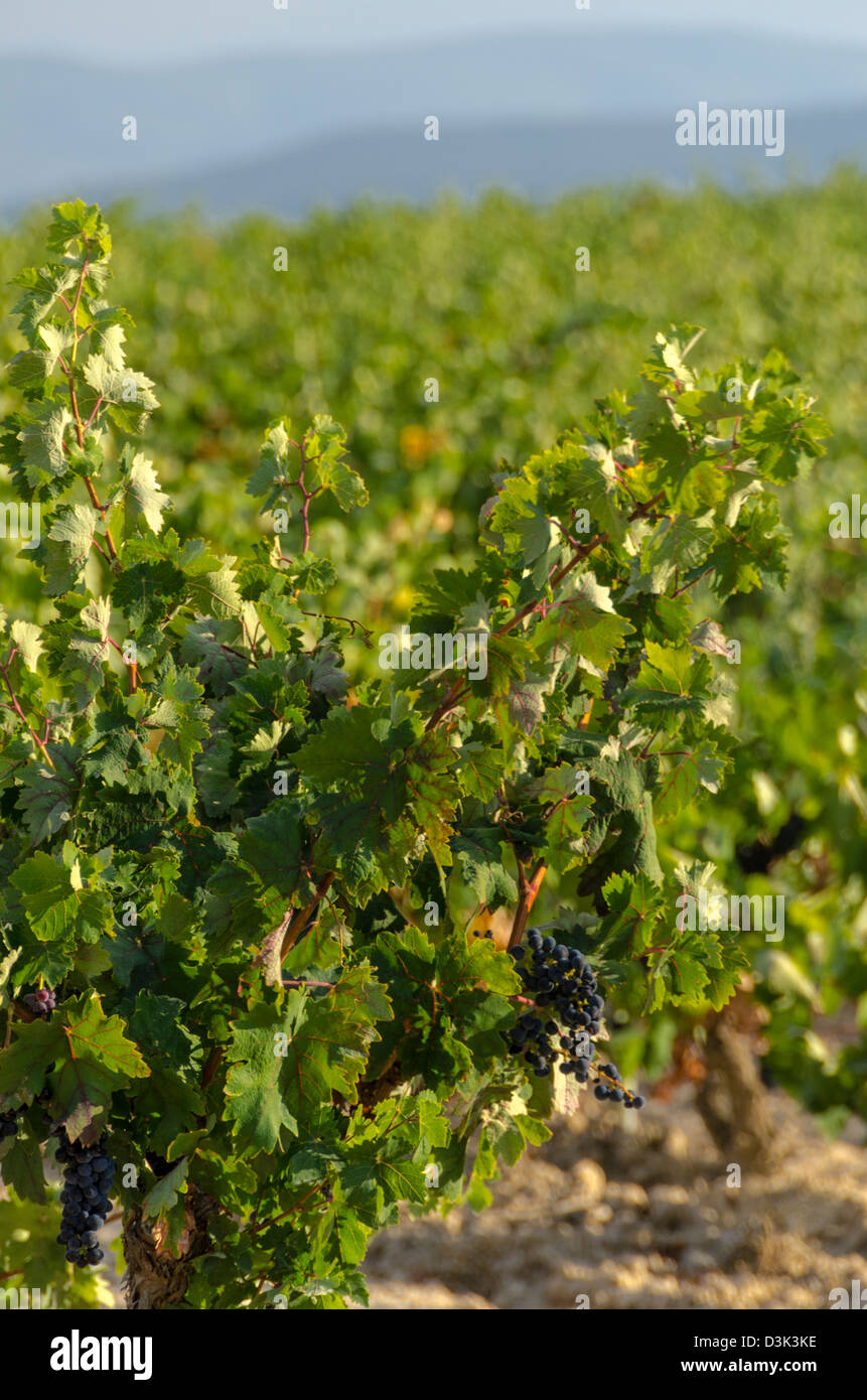 Grapevine detail of La Rioja vineyard. Basque Country, Spain Stock ...