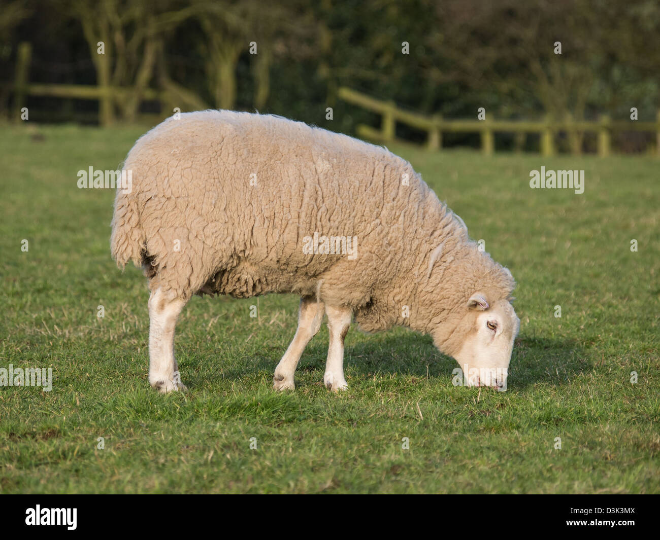ewe grazing in field Stock Photo - Alamy