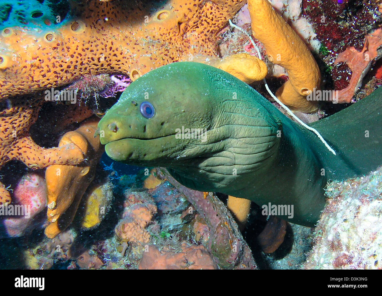 Eel on reef in hi-res stock photography and images - Alamy