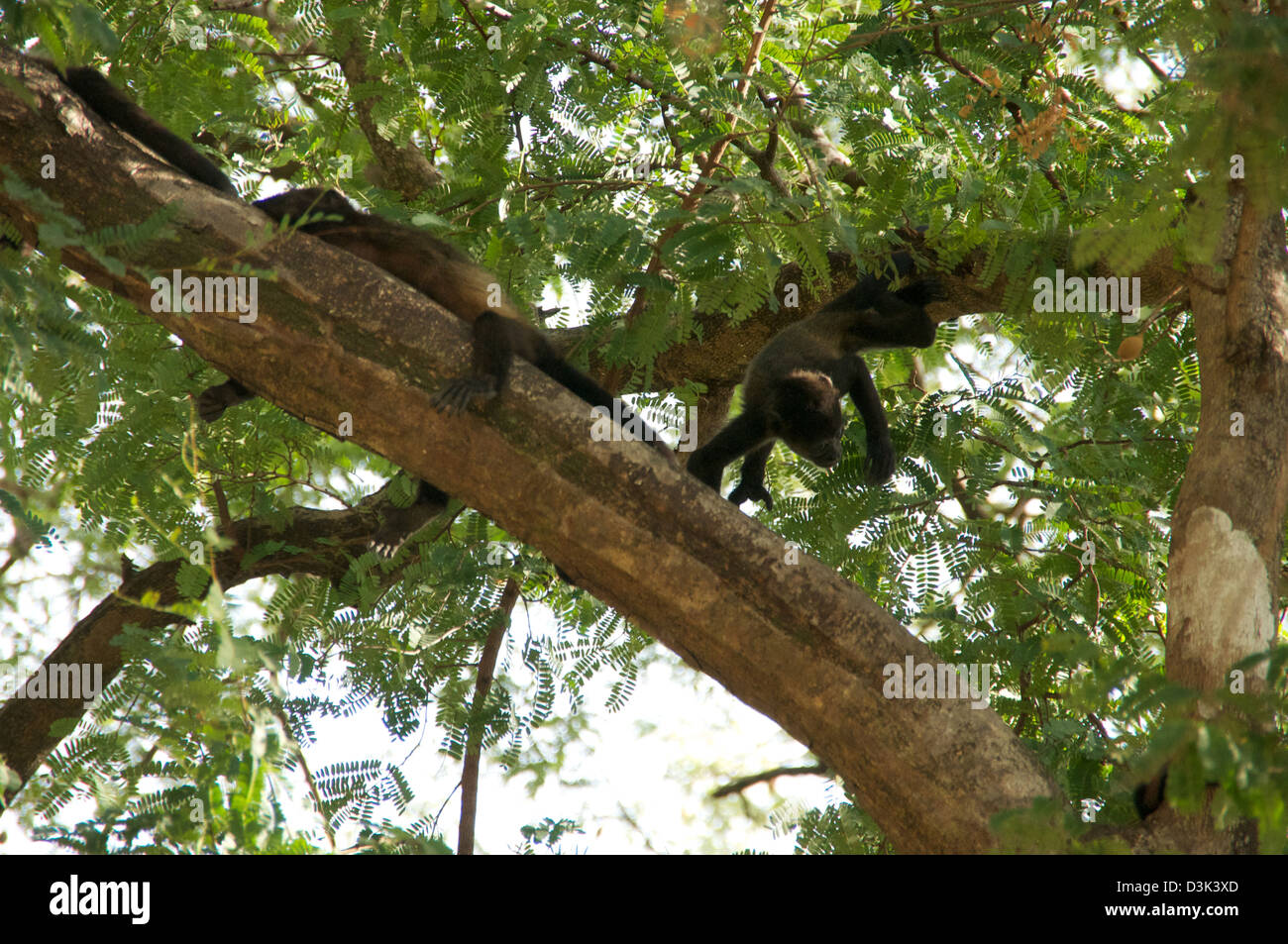 Howler Monkey in tree on the beach of Costa Rica. Adults, babies ...
