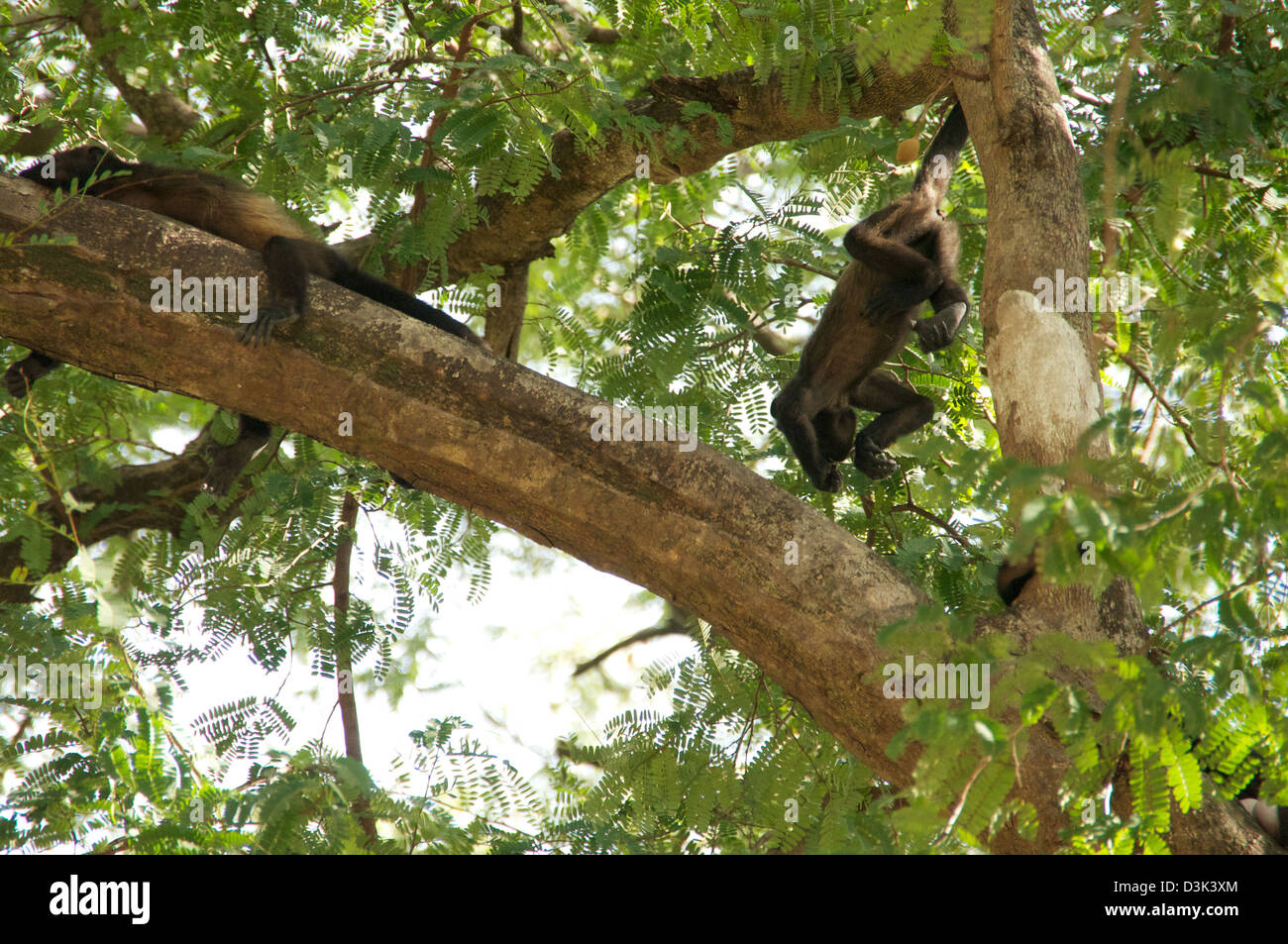 Howler Monkey in tree on the beach of Costa Rica. Adults, babies ...