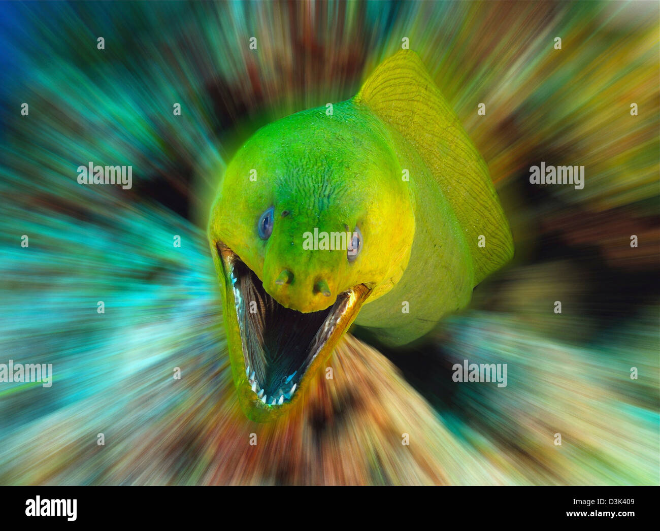 Eel on reef in hi-res stock photography and images - Alamy