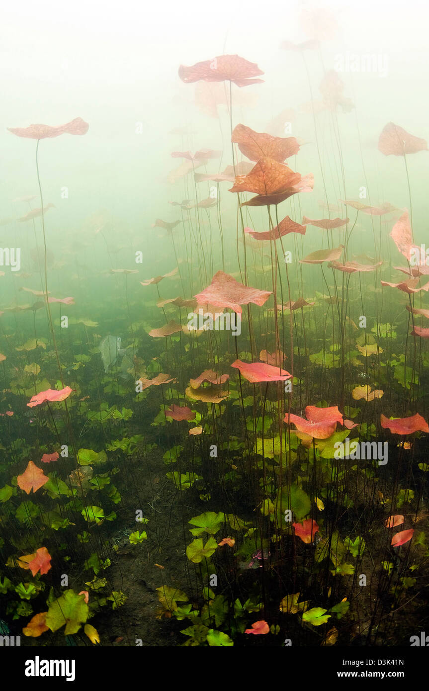 Lily pad underwater hi-res stock photography and images - Alamy