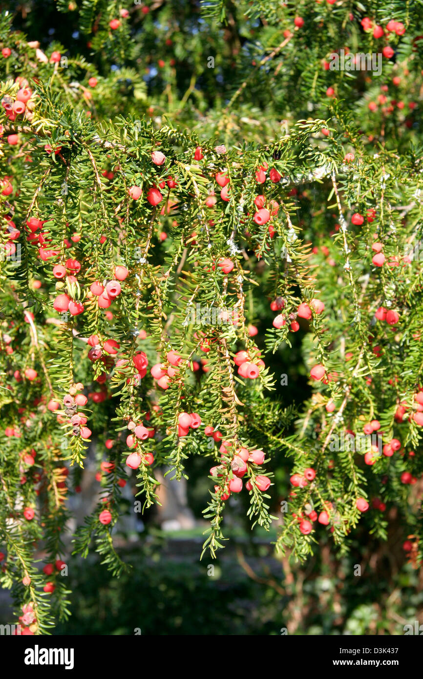 Yew berries hi-res stock photography and images - Alamy