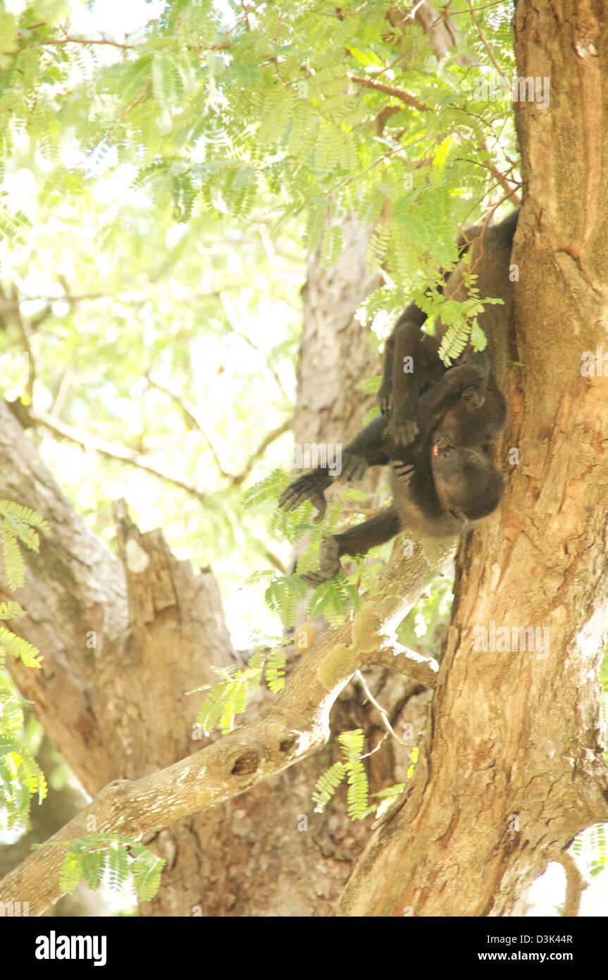 Howler Monkey in tree on the beach of Costa Rica. Adults, babies ...