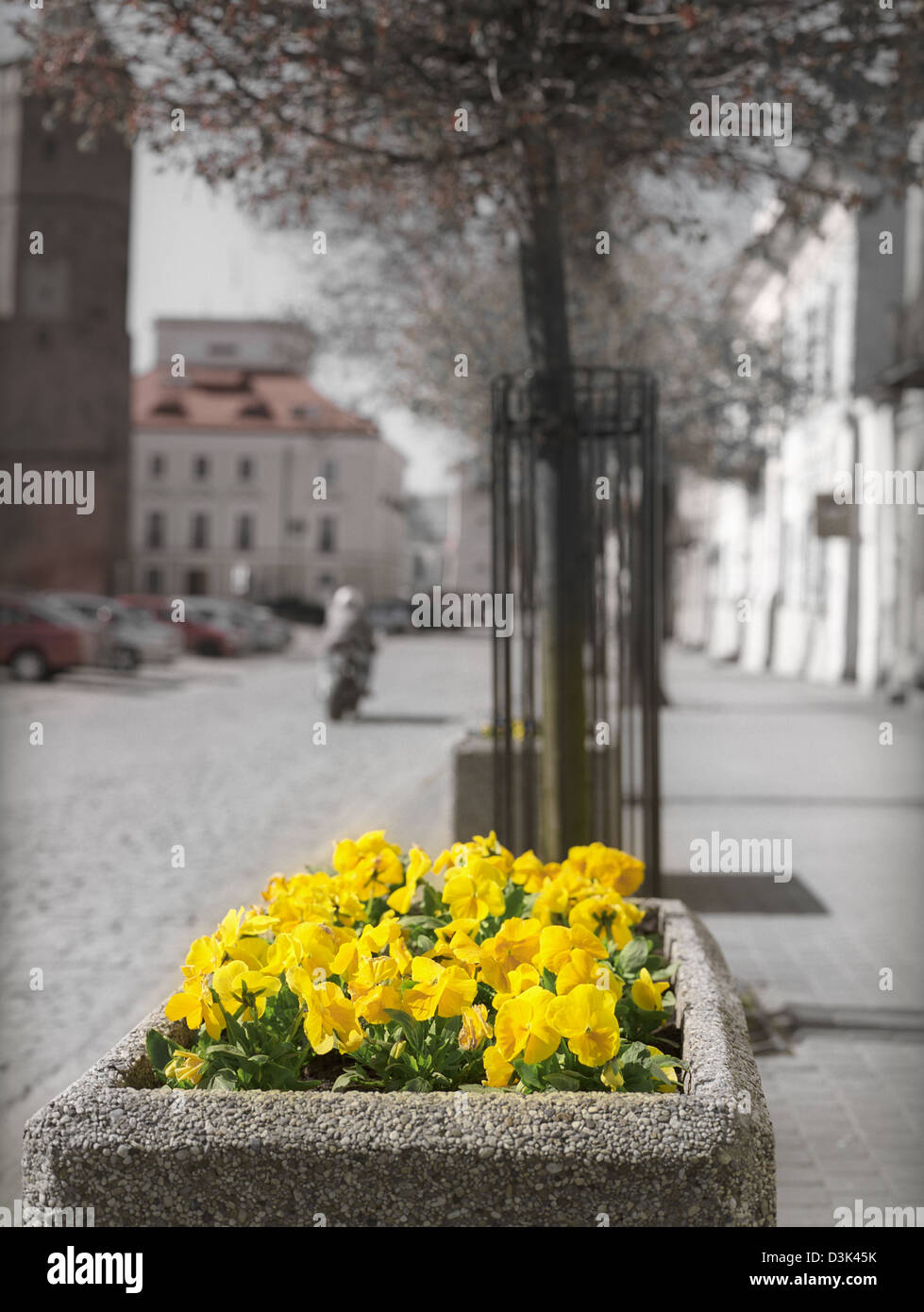 Poland spring blossom tree red hi-res stock photography and images - Alamy