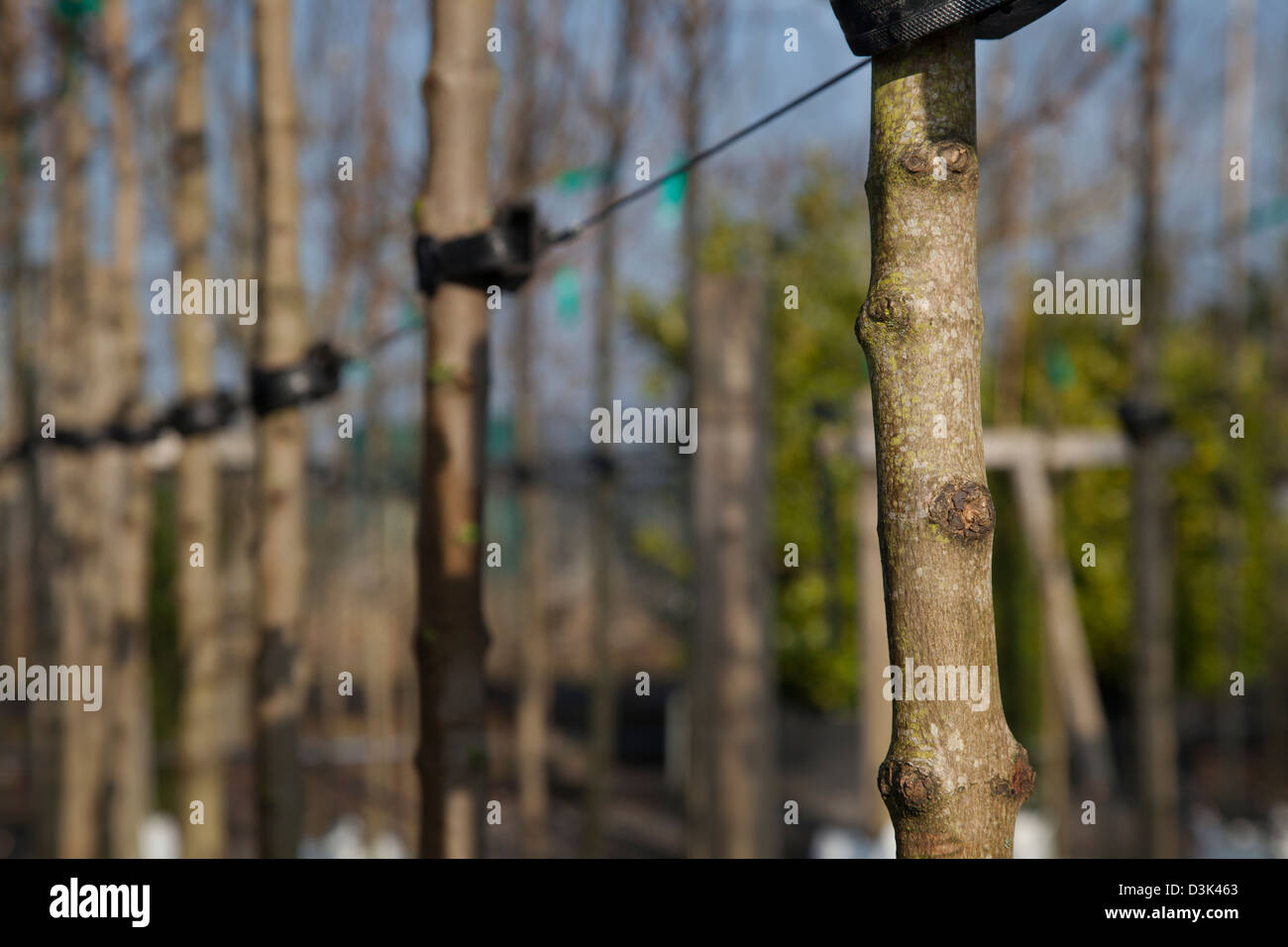 Acer platanoides Olmsted, or Norway Maple for sale at J Jones Nursery ...