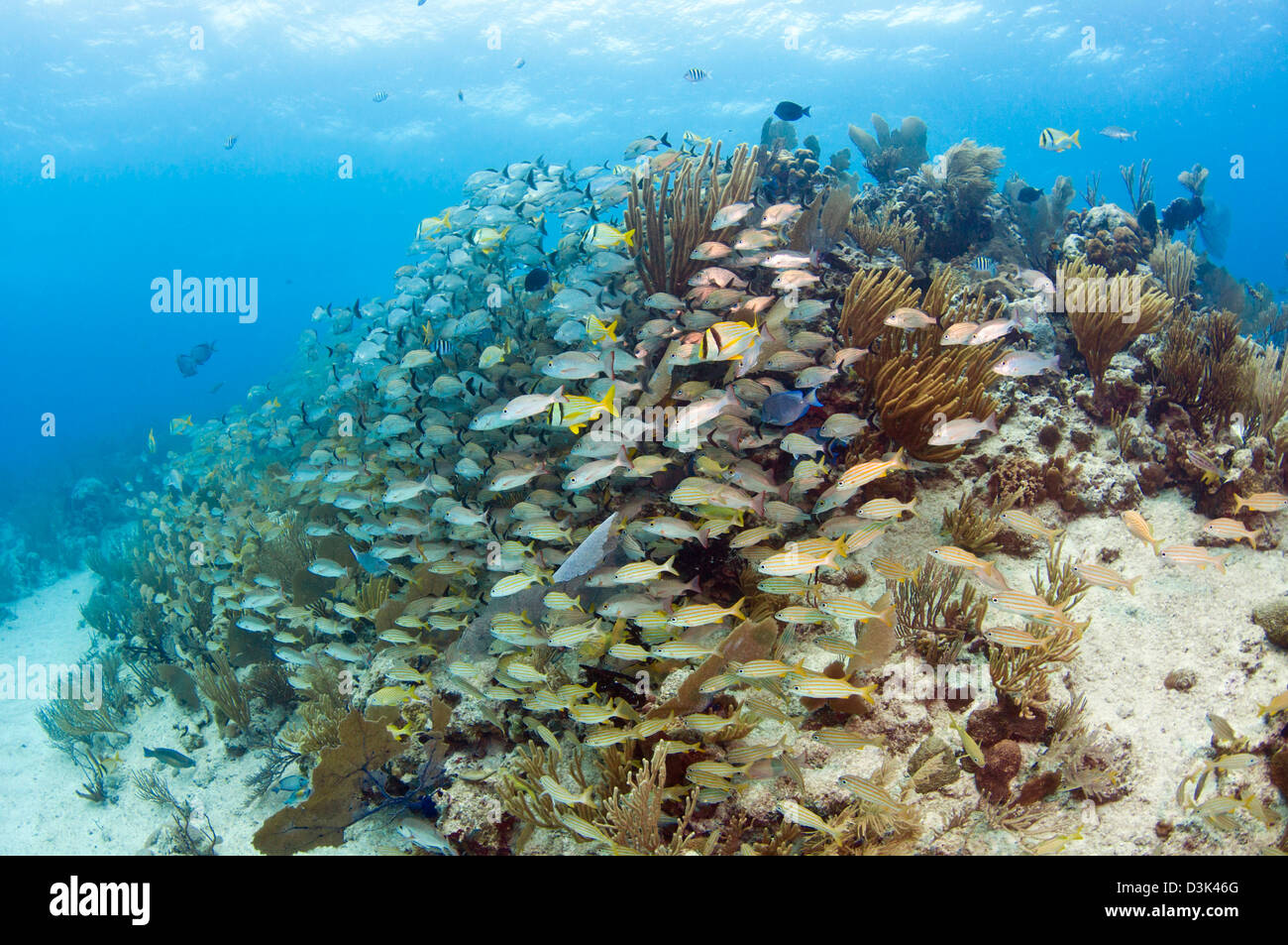 Schools grunts snappers tangs porkfish hi-res stock photography and ...