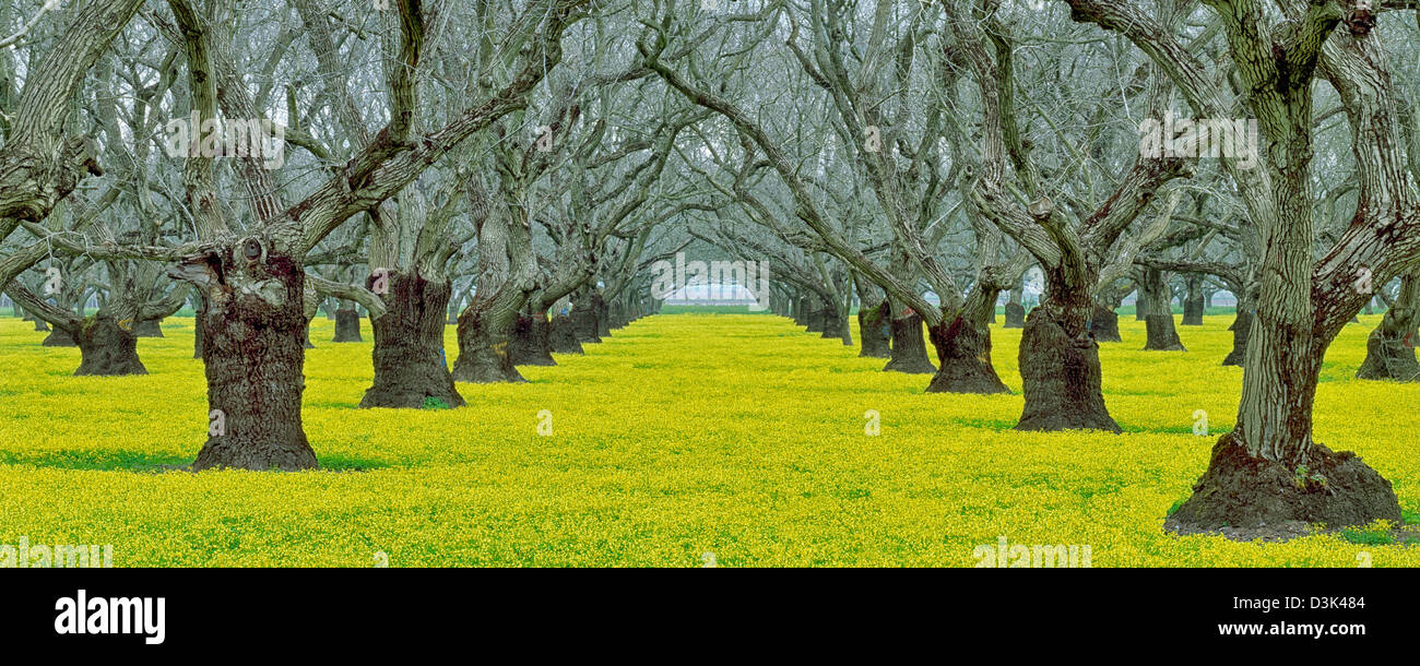 Old walnut orchard with yellow legume ground cover. Near Colusa ...