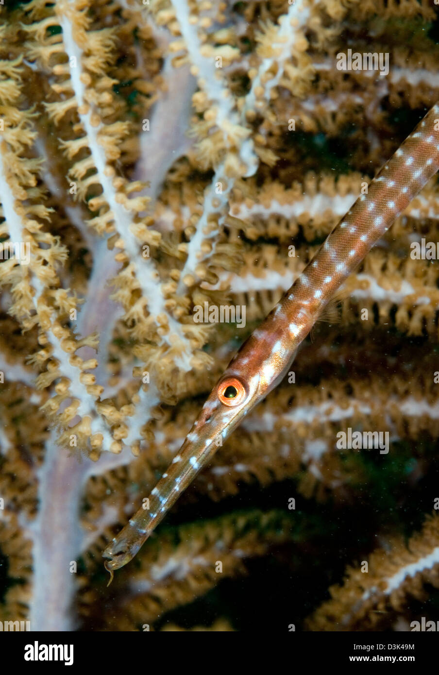 Trumpet Fish