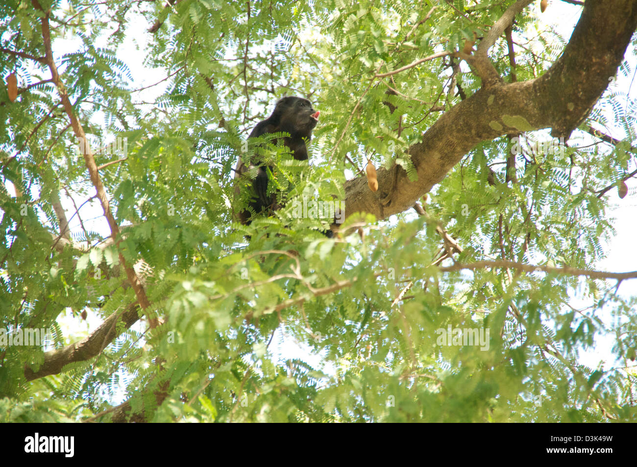 Costa rica monkey on beach hi-res stock photography and images - Alamy