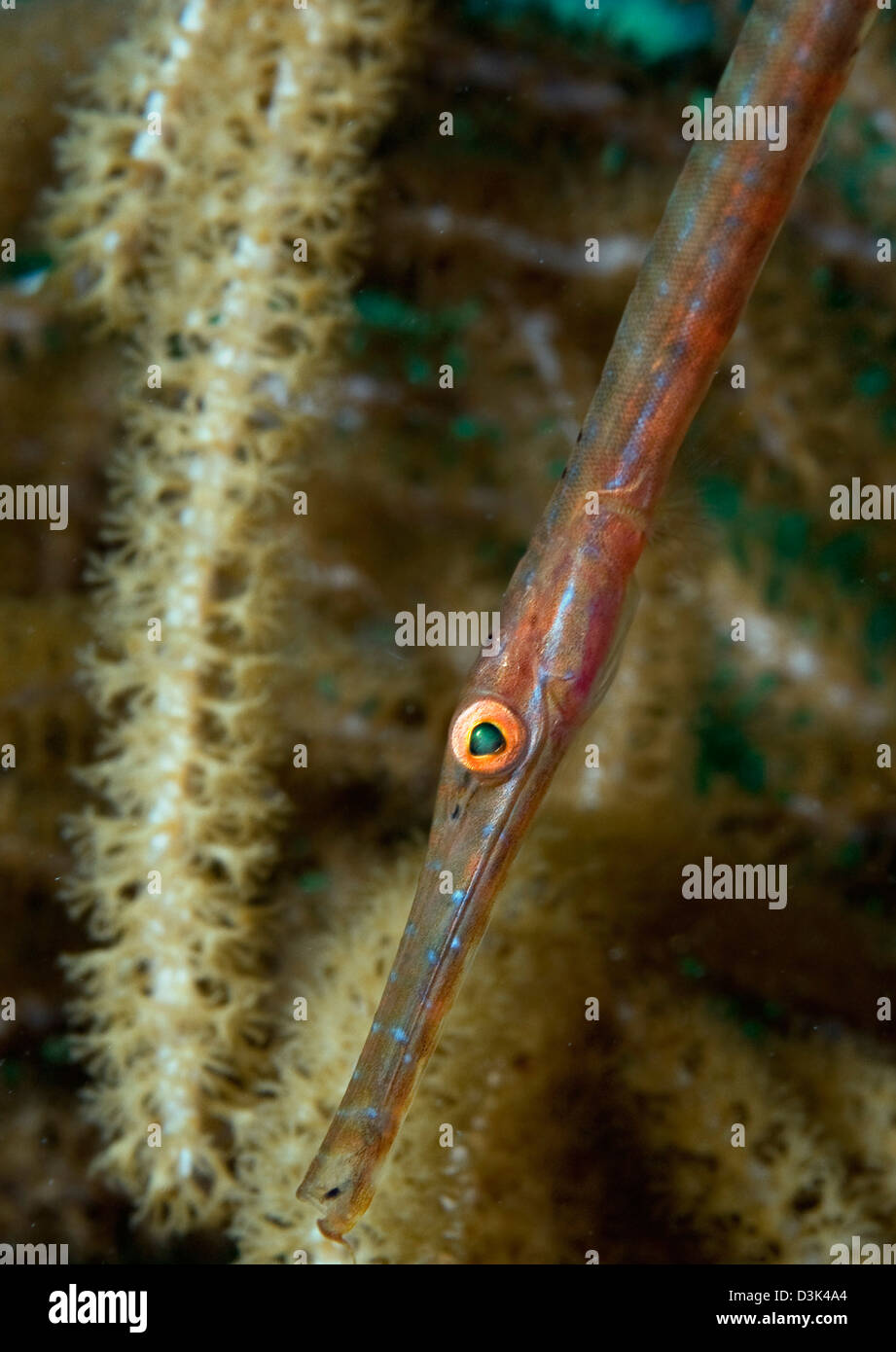 Baby Trumpet Fish