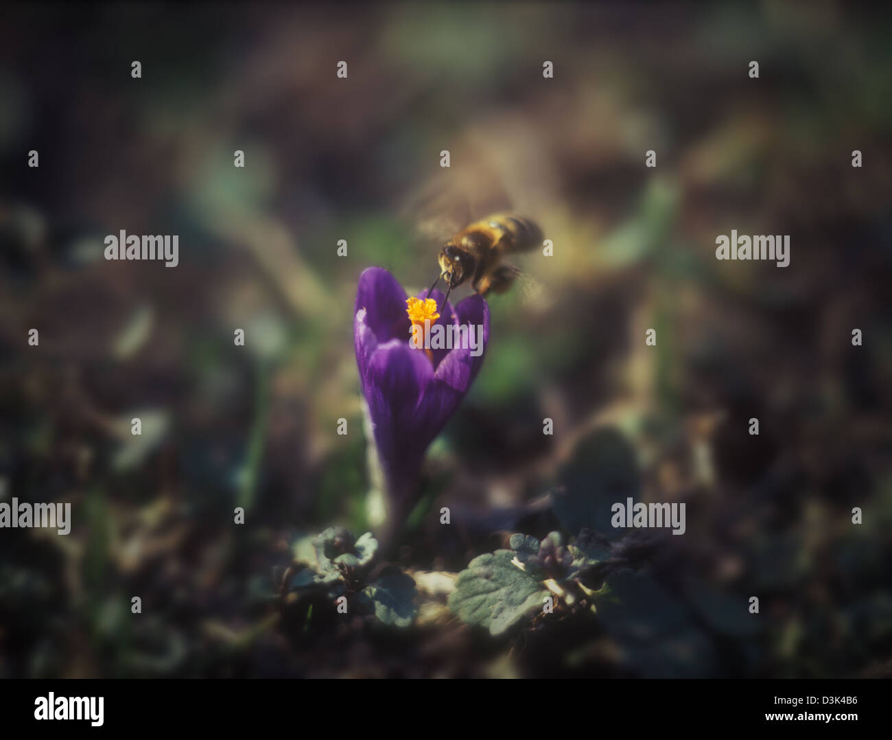 Saffron and bee Stock Photo - Alamy
