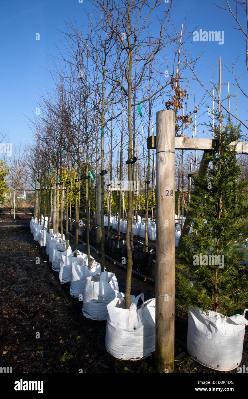 Container Grown Nursery Photos at Alexis Hoff blog