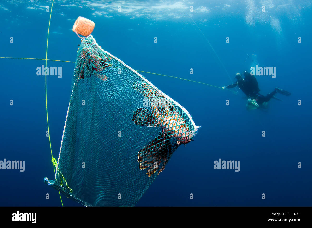 Invasive animals hi-res stock photography and images - Alamy