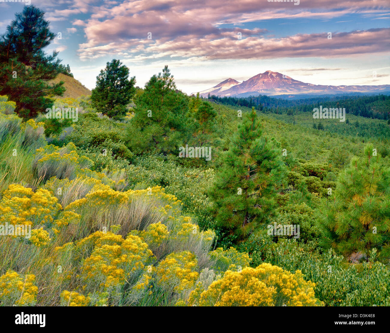 Rabbitbrush blooming hi-res stock photography and images - Alamy