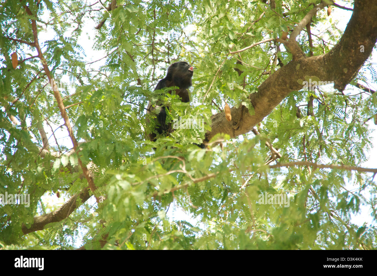Howler Monkey in tree on the beach of Costa Rica. Adults, babies ...