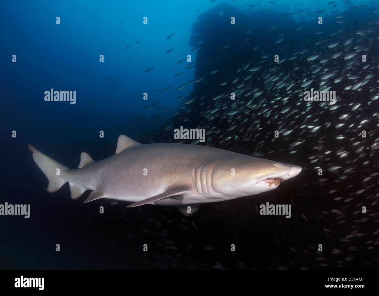 Sand Tiger shark swims by the wreck of USCGC Spar off coast of North ...