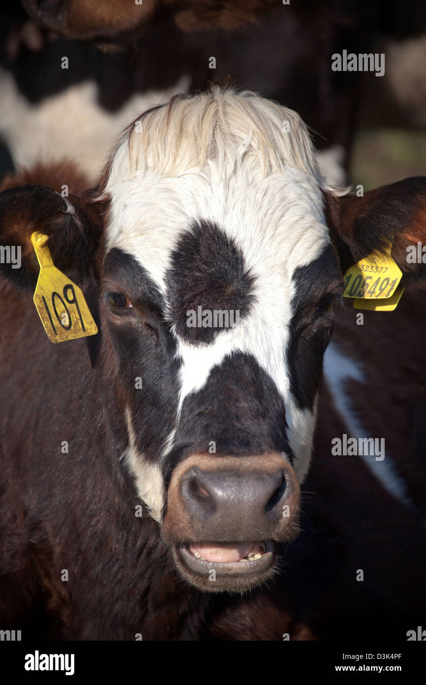 Holstein cow face hi-res stock photography and images - Alamy