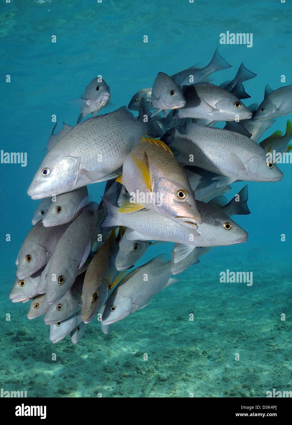Snappers lutjanidae hi-res stock photography and images - Alamy
