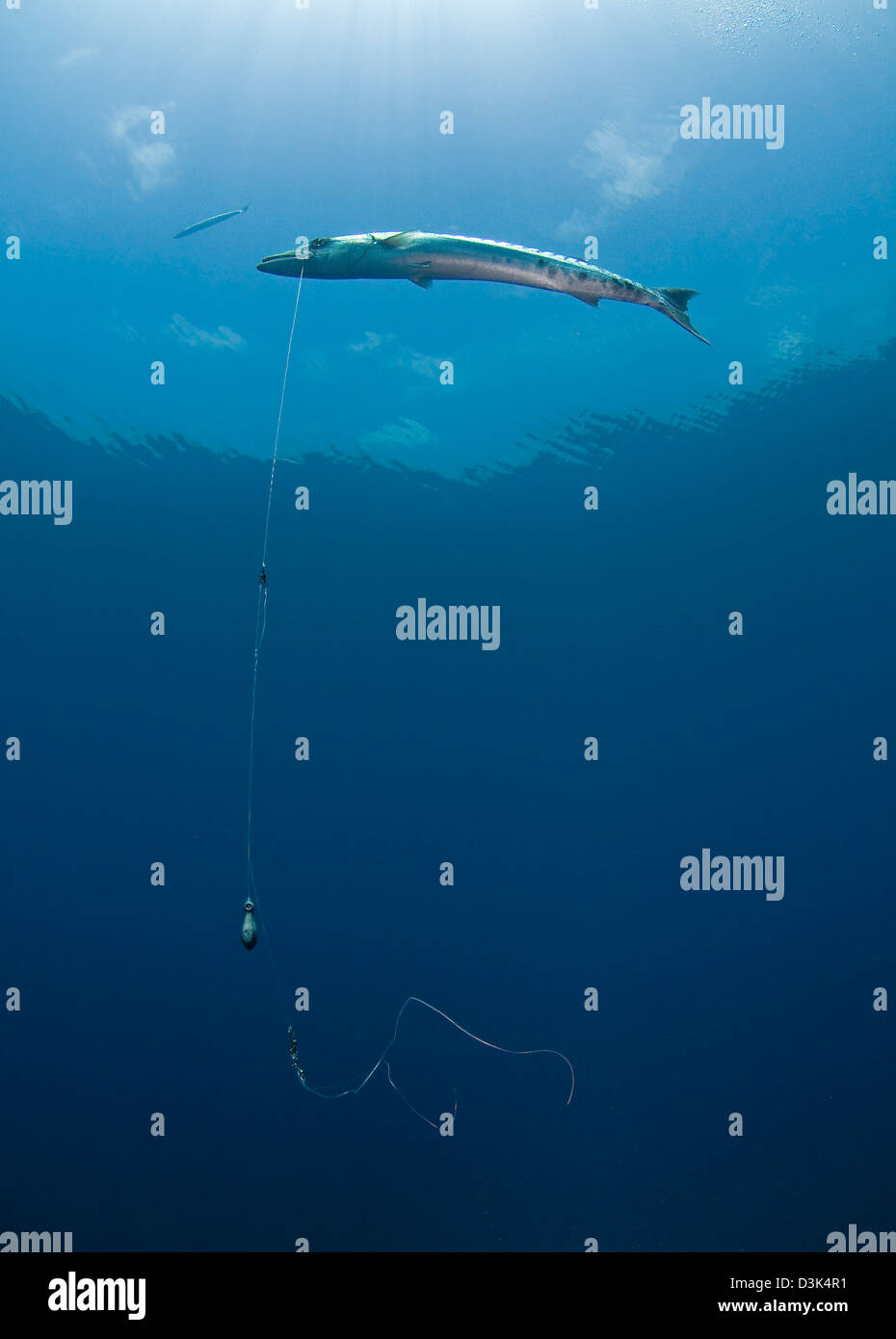 Great Barracuda hooked with fishing line in Atlantic Ocean Stock Photo ...