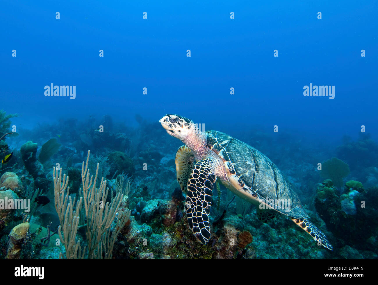 Side view of turtles head hi-res stock photography and images - Alamy