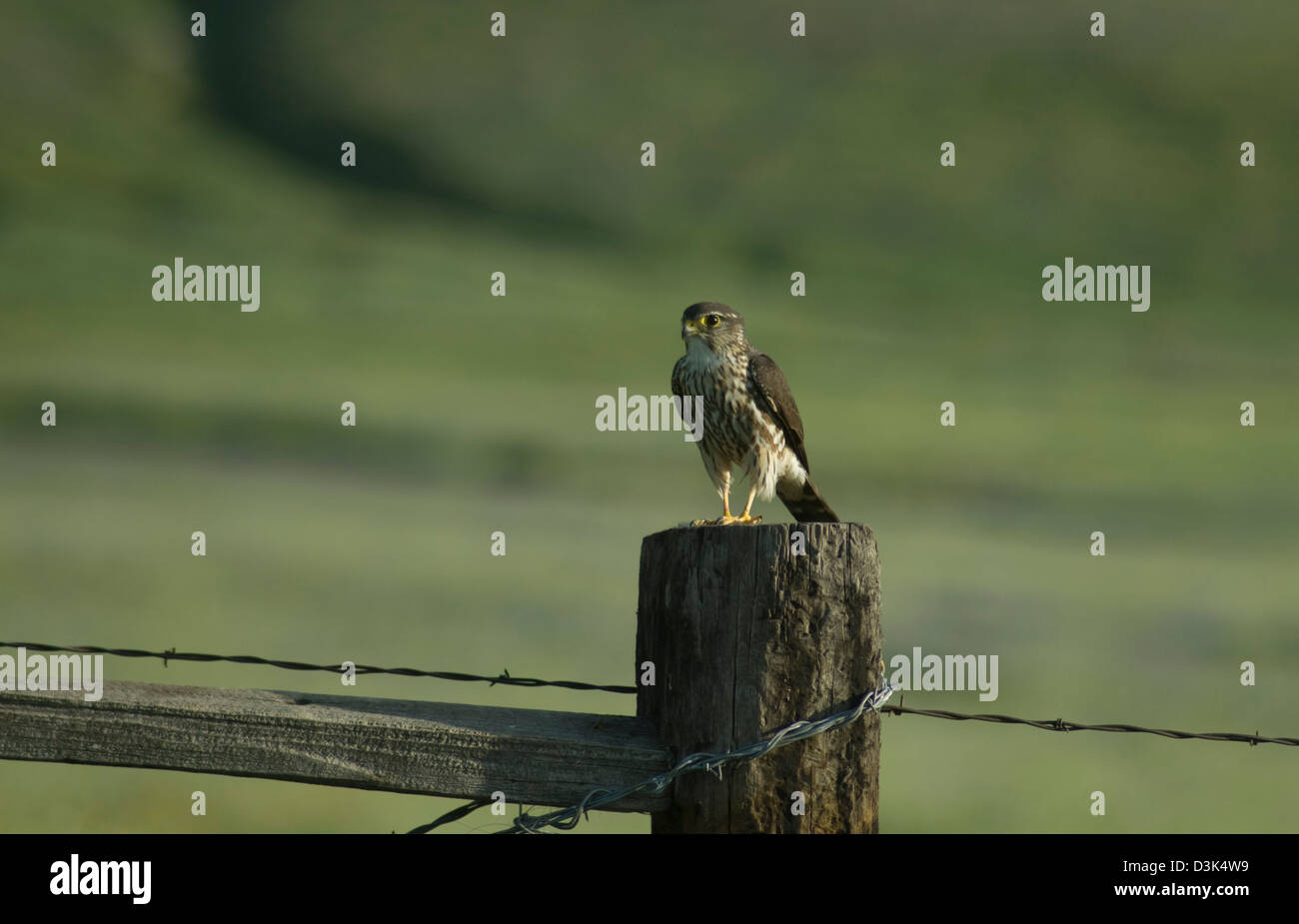 female Merlin (Falco columbarius) on a fence post Stock Photo - Alamy