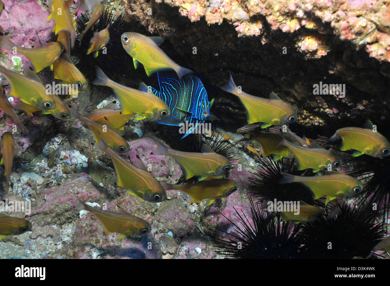 Angelfish and cardinalfish under a rocky ledge, Byron Bay, Australia ...
