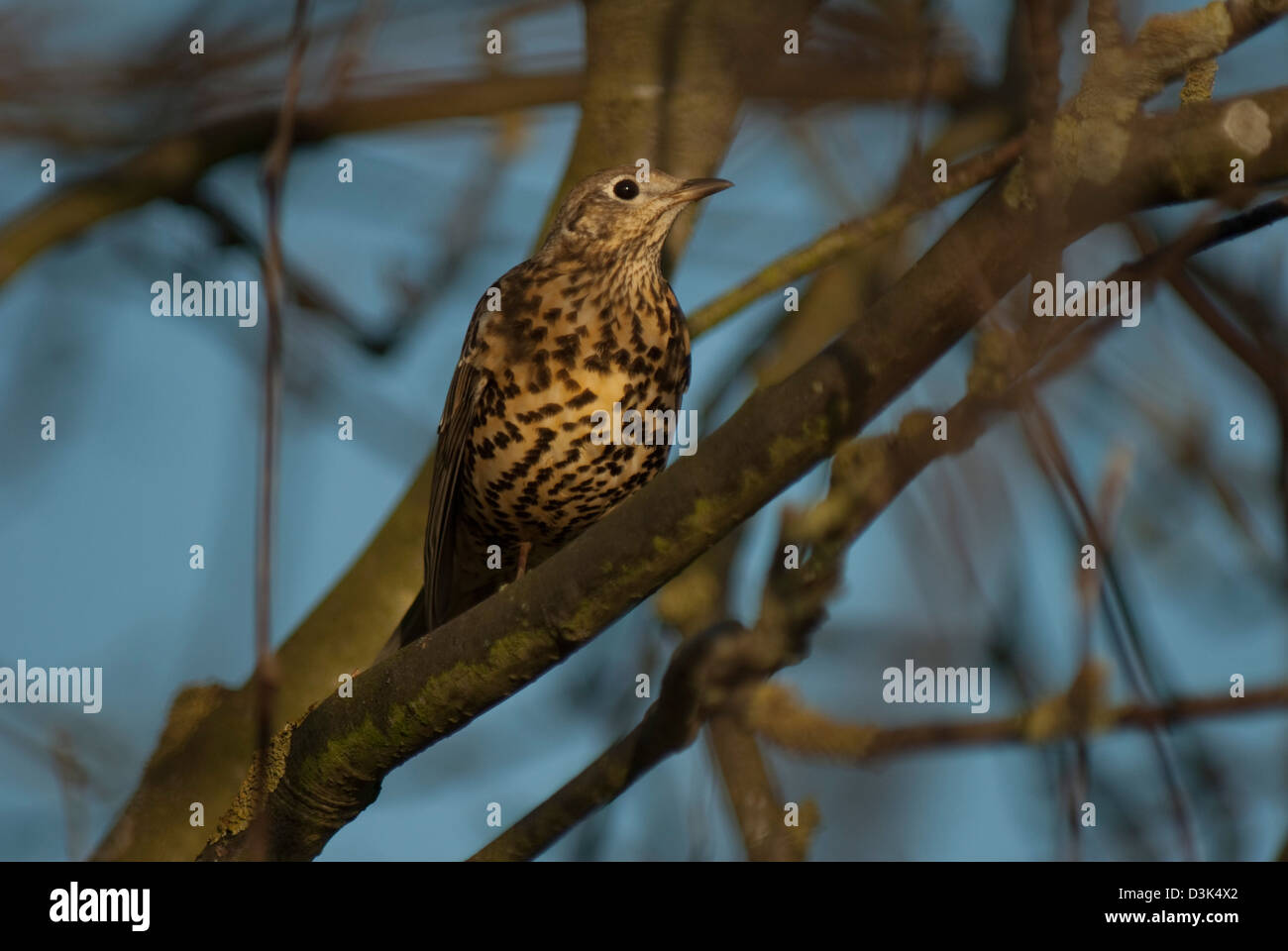 Thrushes in the tree hi-res stock photography and images - Alamy