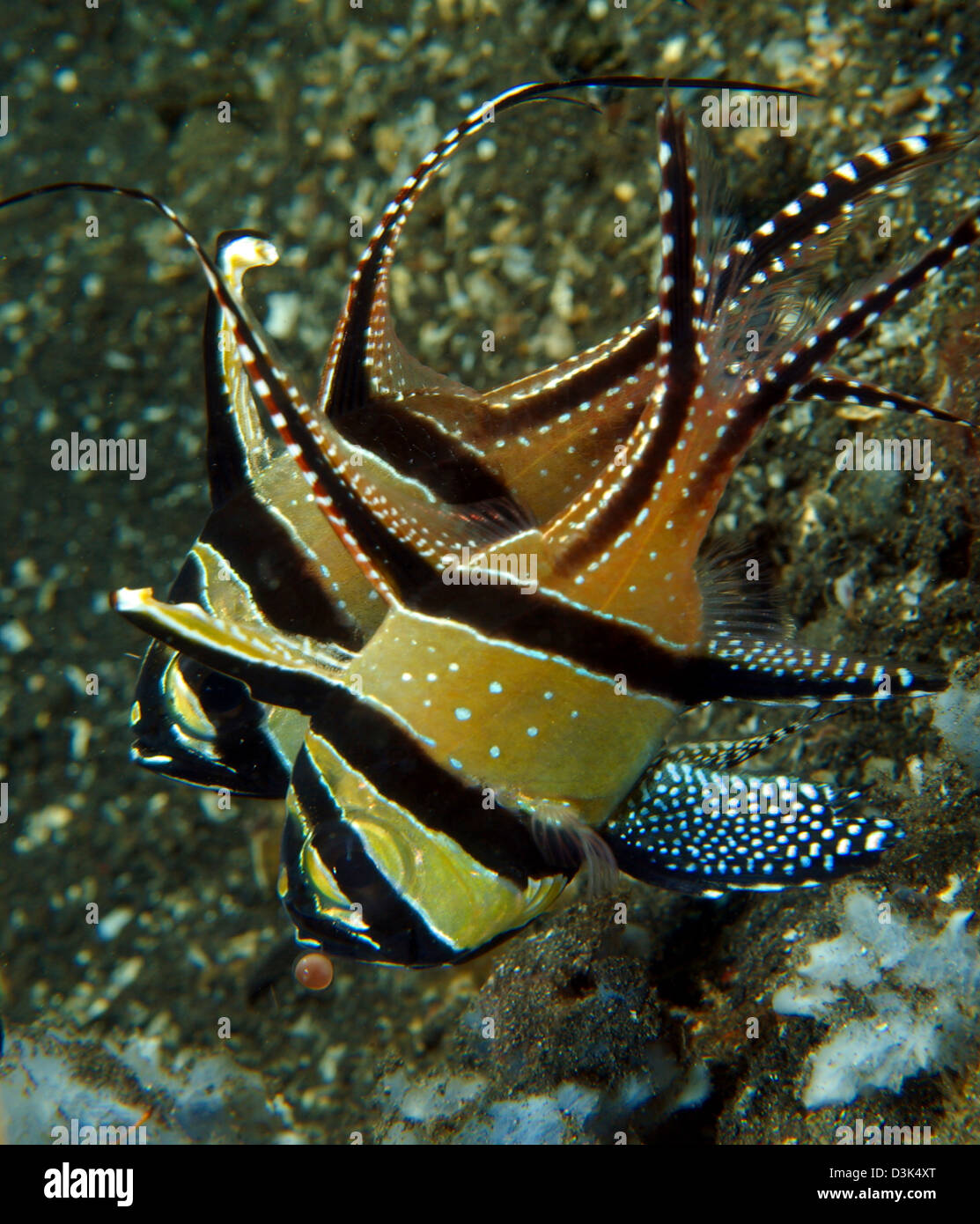 Black striped cardinalfish hi-res stock photography and images - Alamy