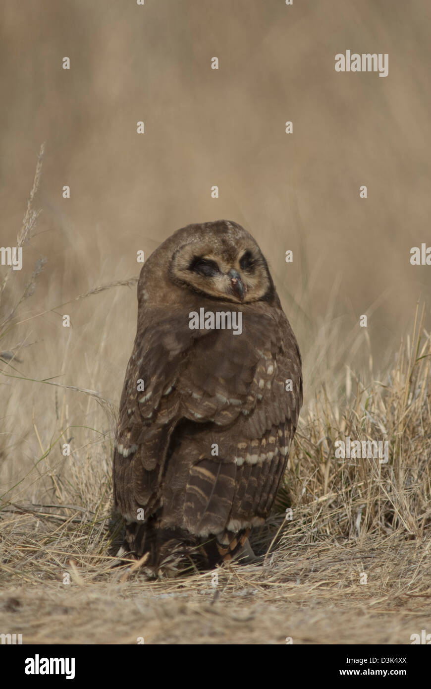 African Marsh Owl (Asio capensis) in Etosha National Park, Namibia ...