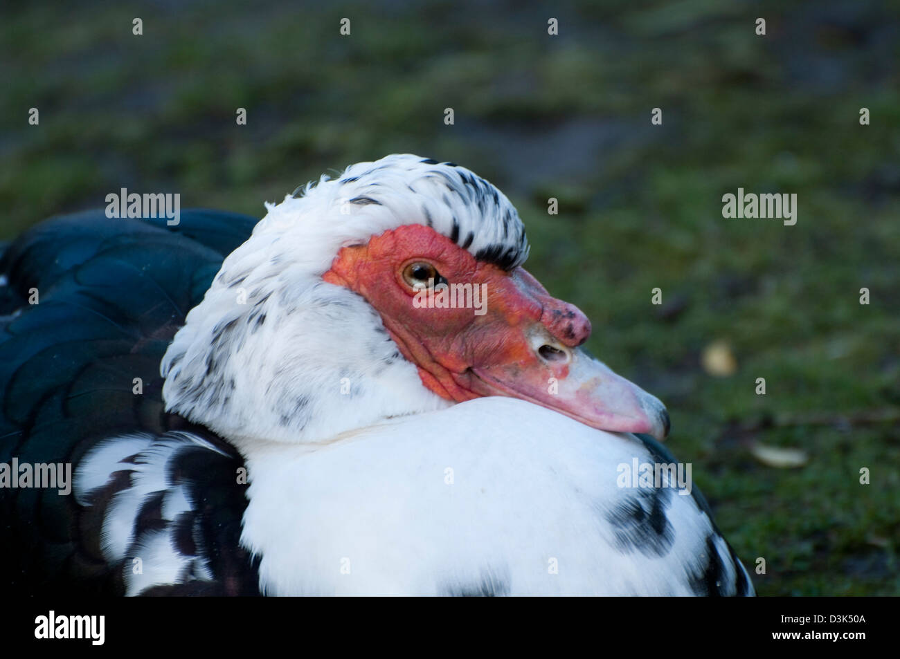 Domestic drake muscovy duck hi-res stock photography and images - Alamy