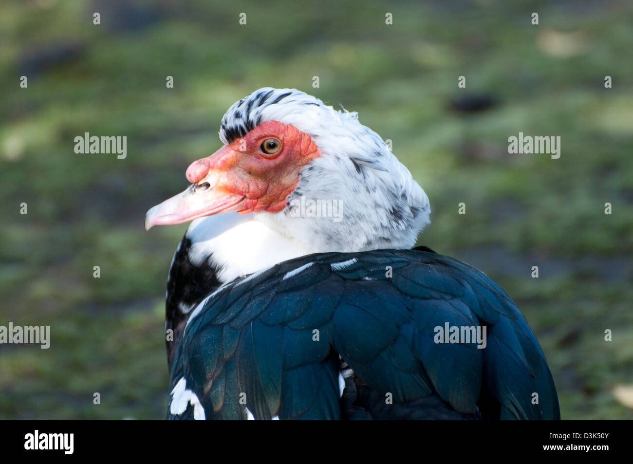 Domestic drake muscovy duck hi-res stock photography and images - Alamy