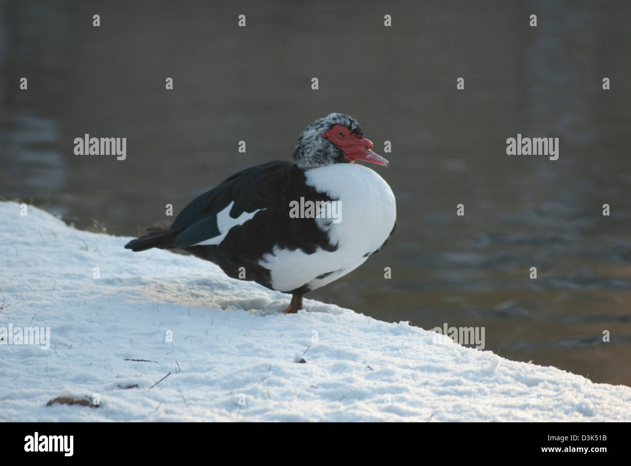 Domestic drake muscovy duck hi-res stock photography and images - Alamy