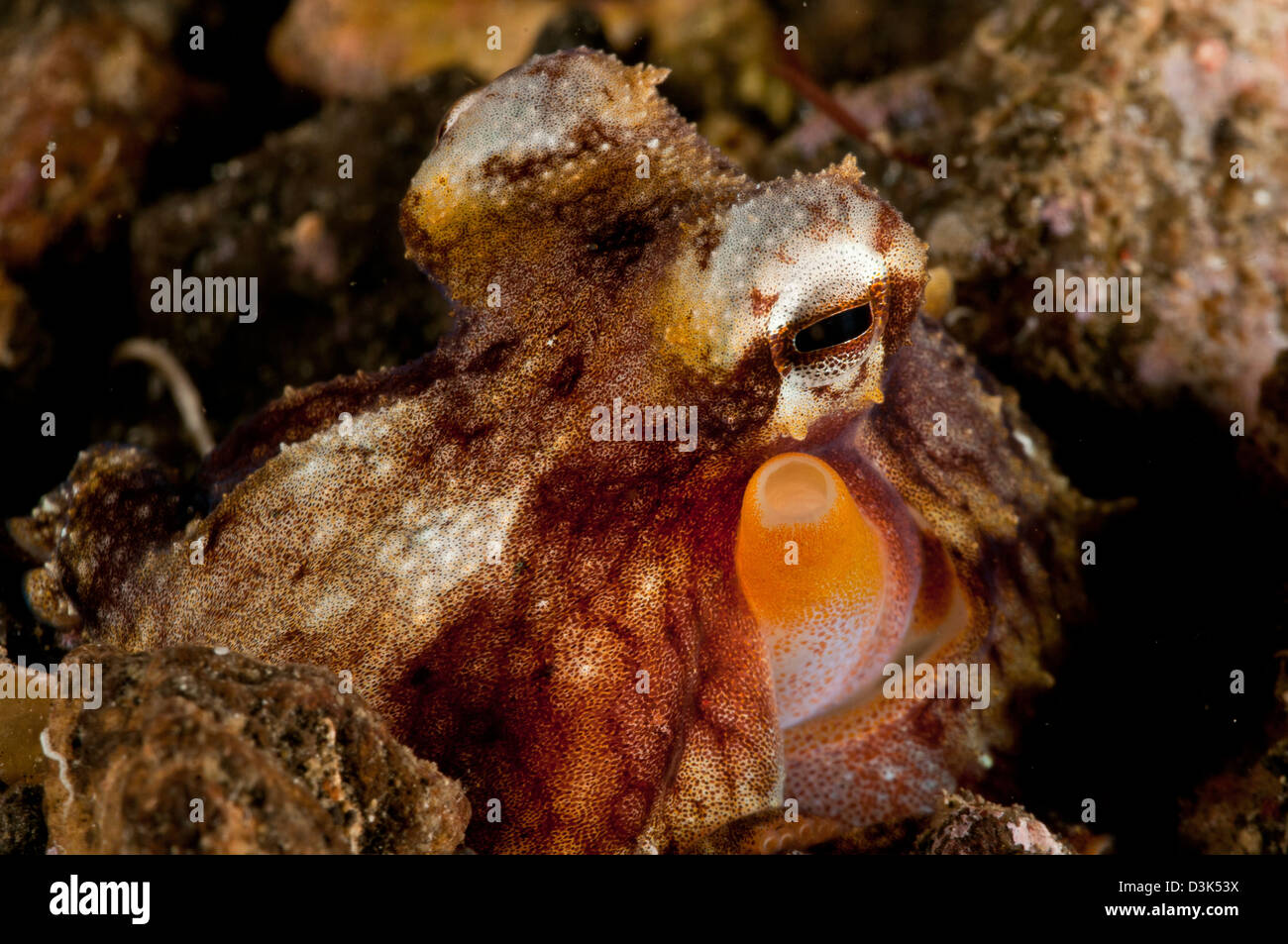 Octopus with orange eyes hi-res stock photography and images - Alamy