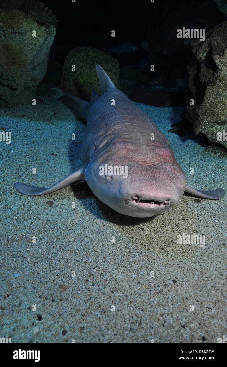 Blind shark, Blue Zoo Aquarium, Beijing, China Stock Photo - Alamy