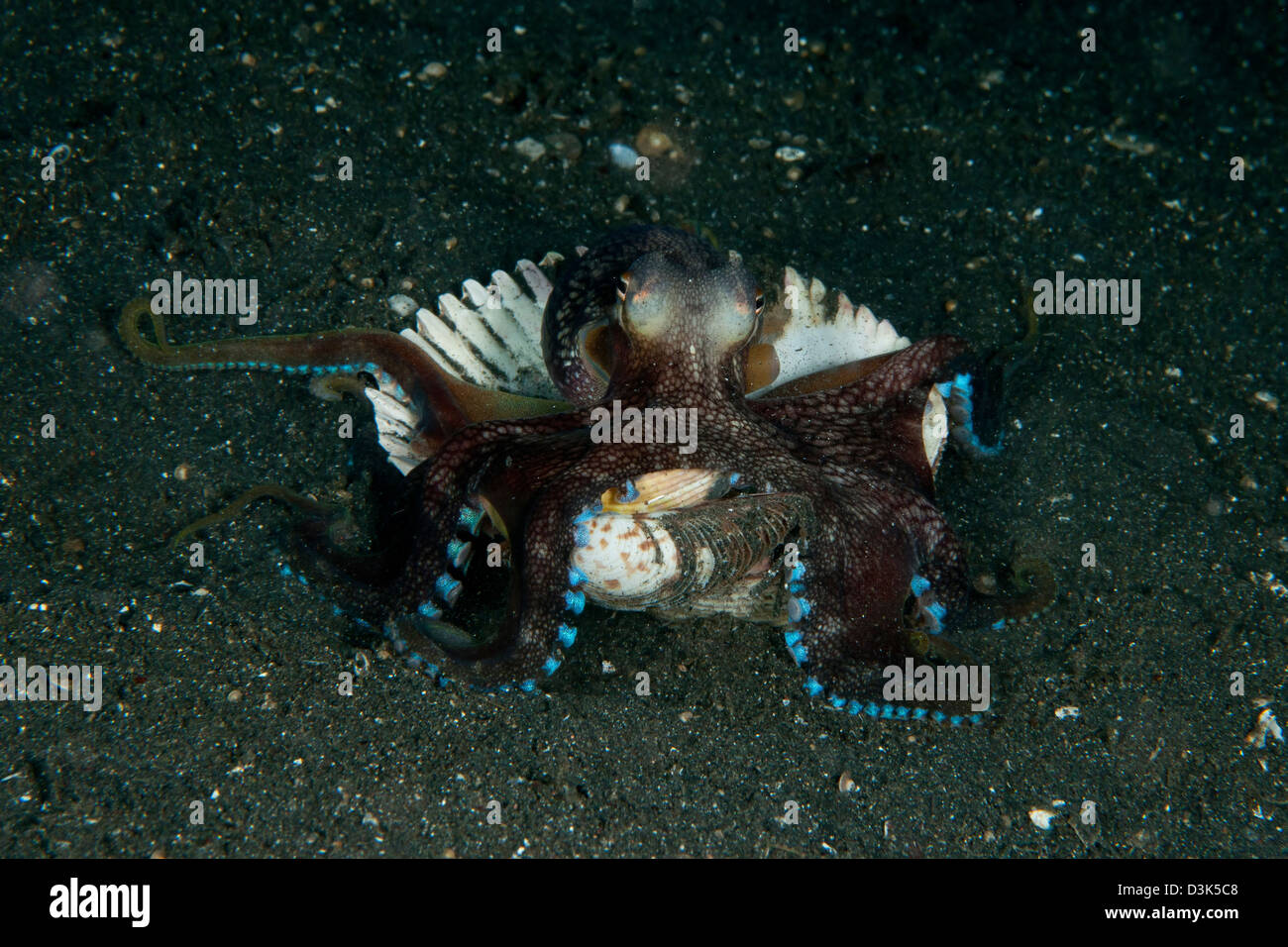 Octopus in coconut shell hi-res stock photography and images - Alamy
