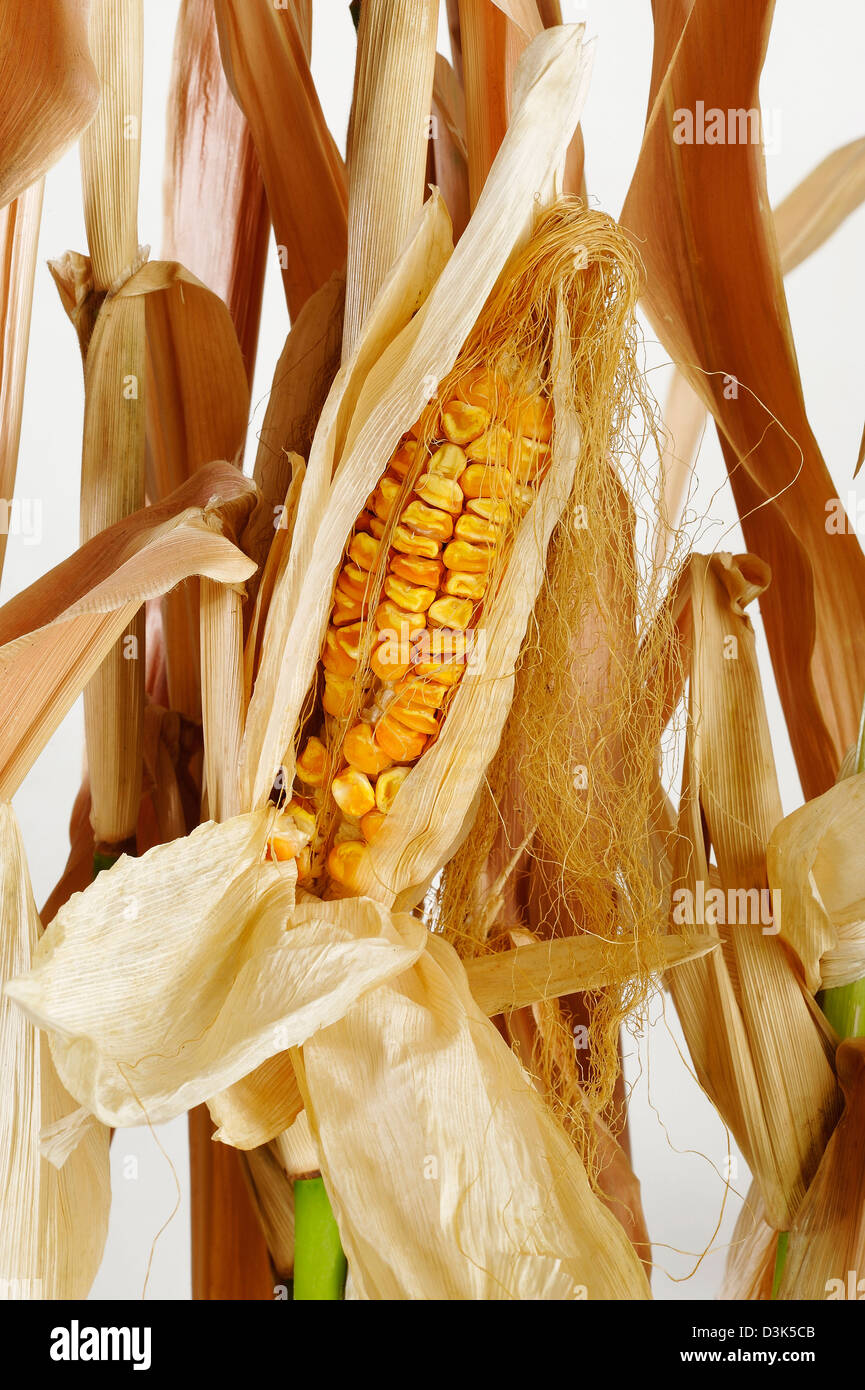 Dried corn and stalks Stock Photo - Alamy