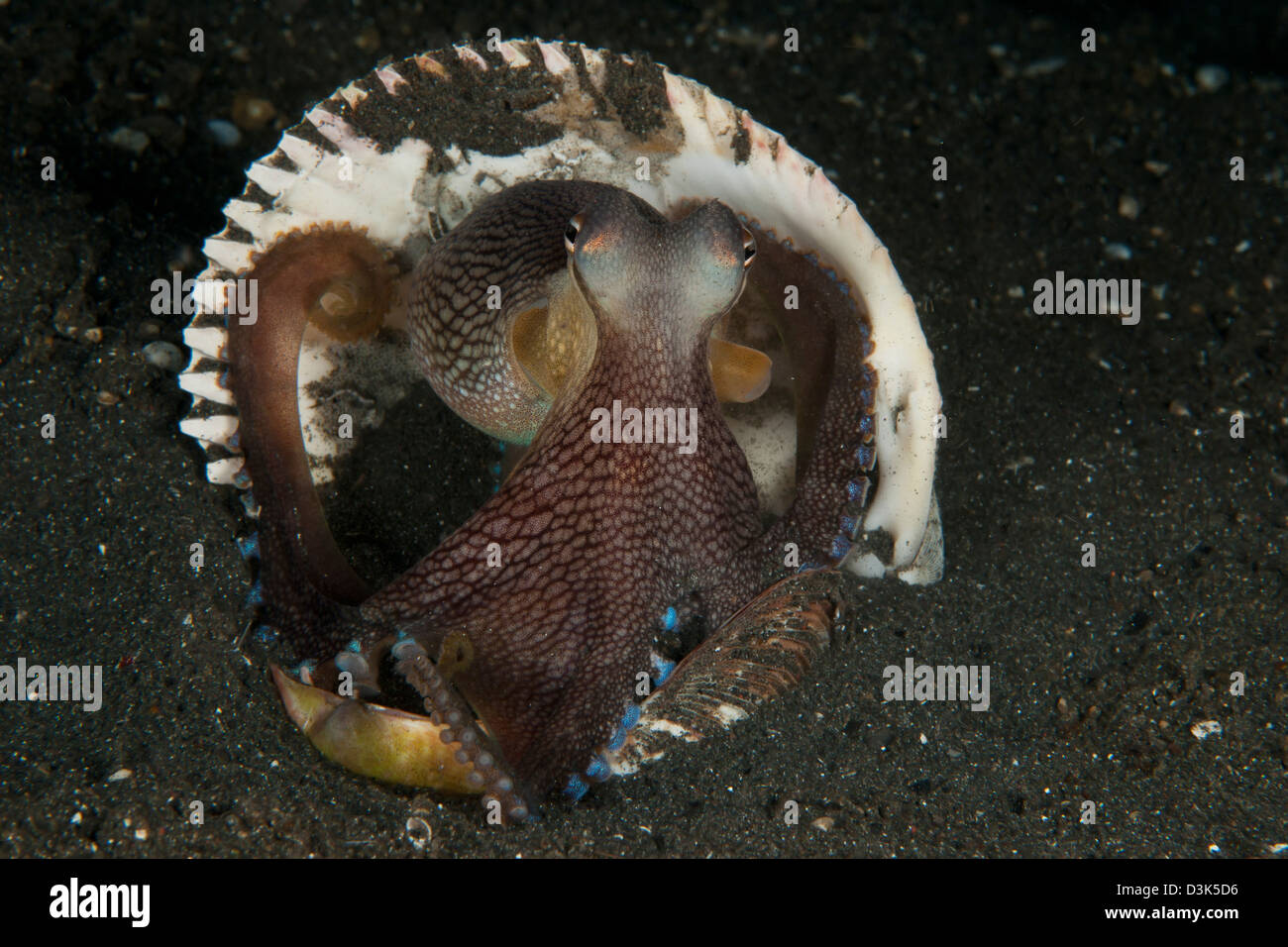 Octopus in coconut shell hi-res stock photography and images - Alamy