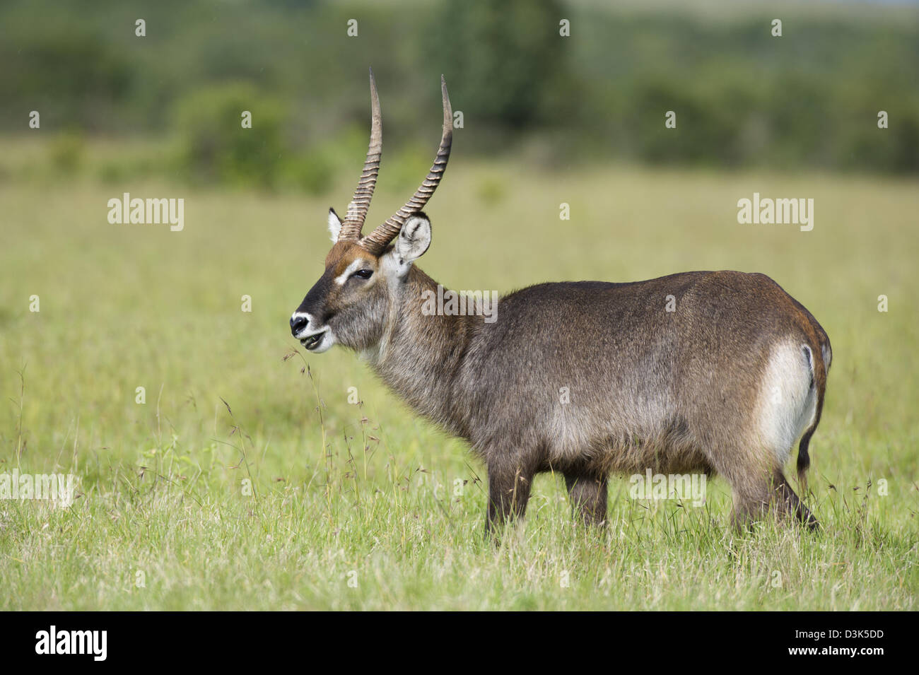 Defassa waterbuck (Kobus ellipsiprymnus defassa), Ol Pejeta Wildlife ...