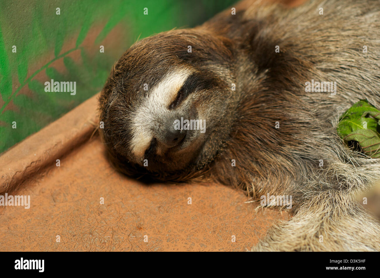 Sloth Sanctuary of Costa Rica Stock Photo - Alamy