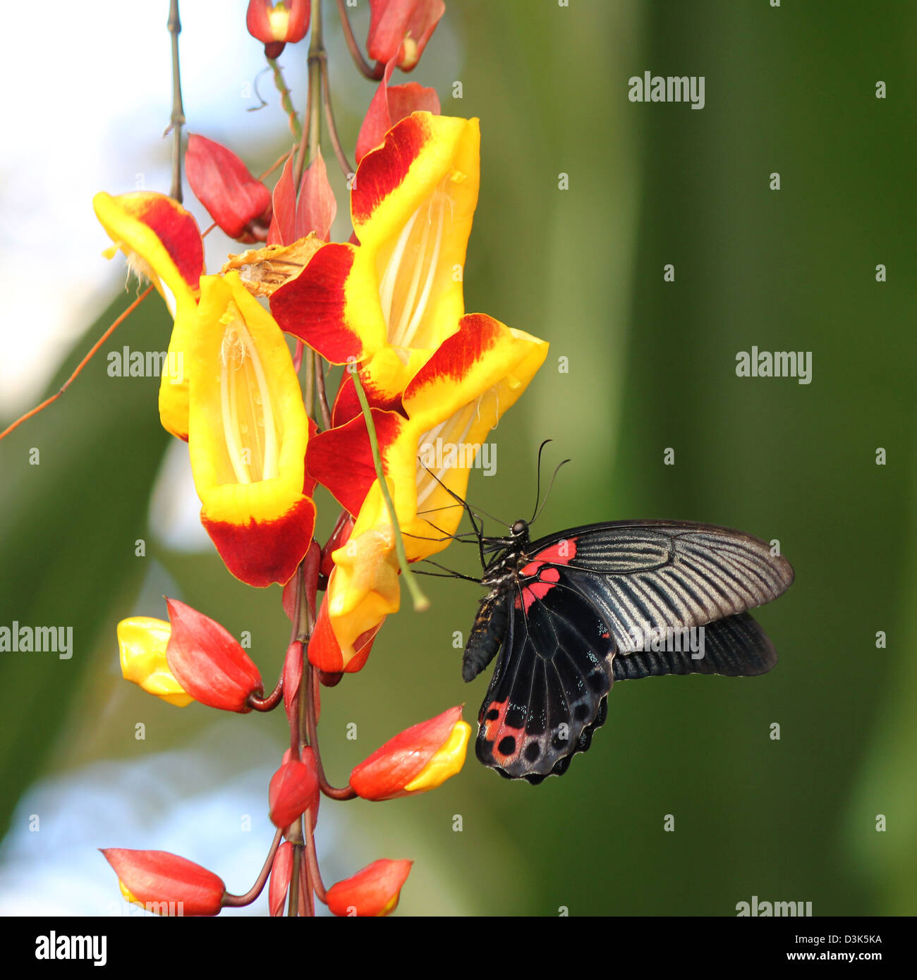 Wisley, Surrey, England. Scarlet Swallowtail on Indian Clock Vine at ...