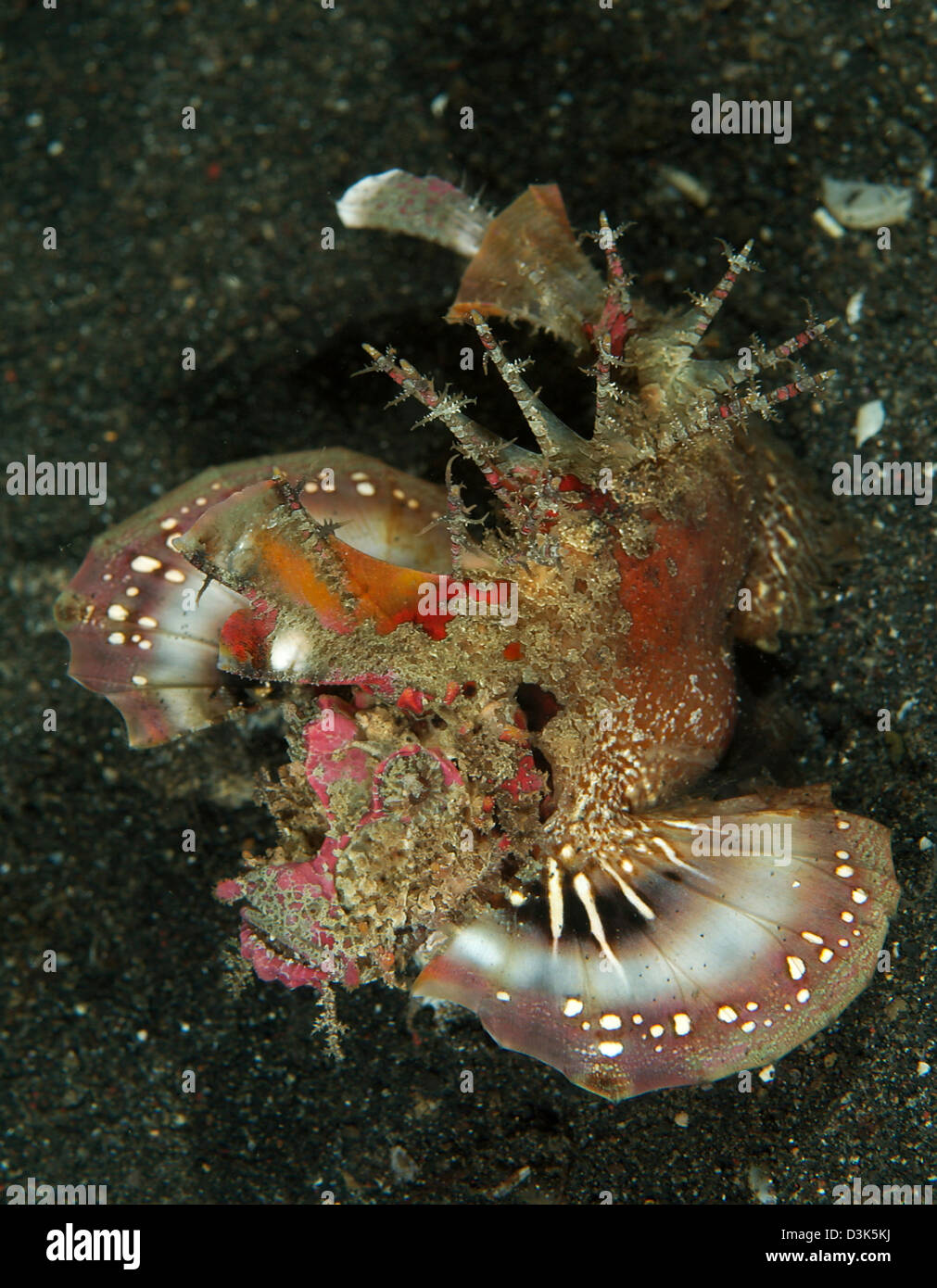 Spiny devil fish hi-res stock photography and images - Alamy