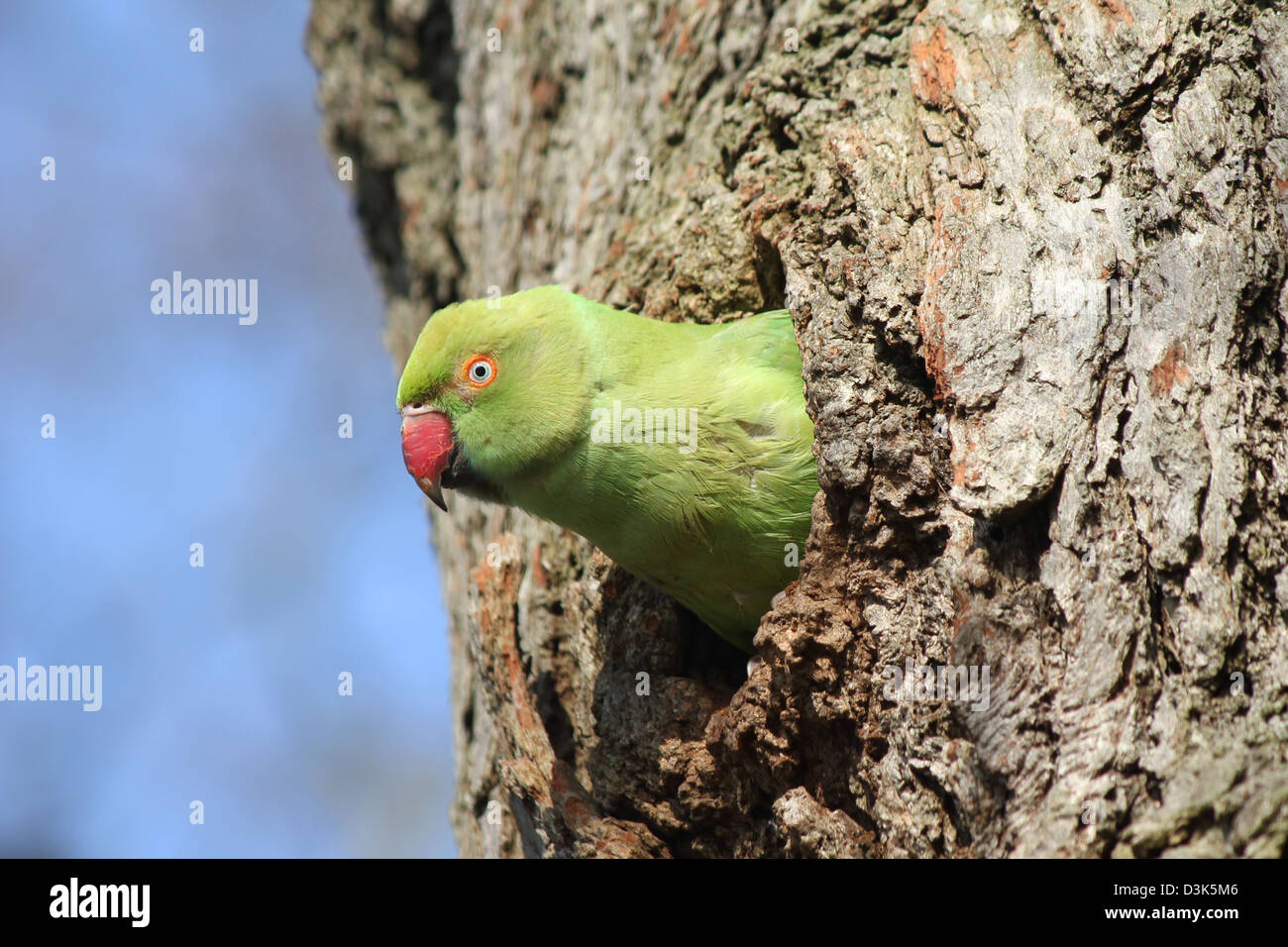 Richmond Park, London, England. Rose-ringed parakeet emerging from hole ...