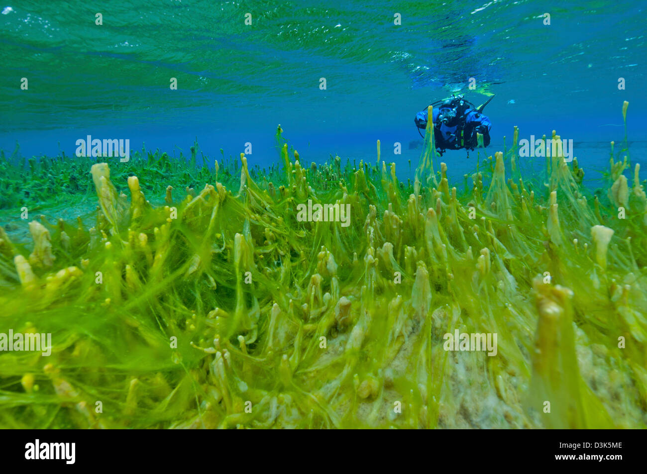 Dry suit diver with dramatic fluorescent green algae strand on stalks ...