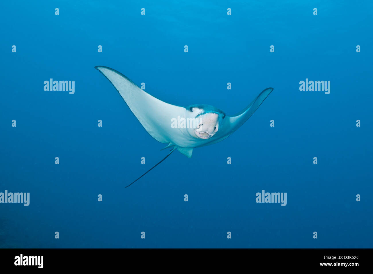 Ari male atoll hi-res stock photography and images - Alamy